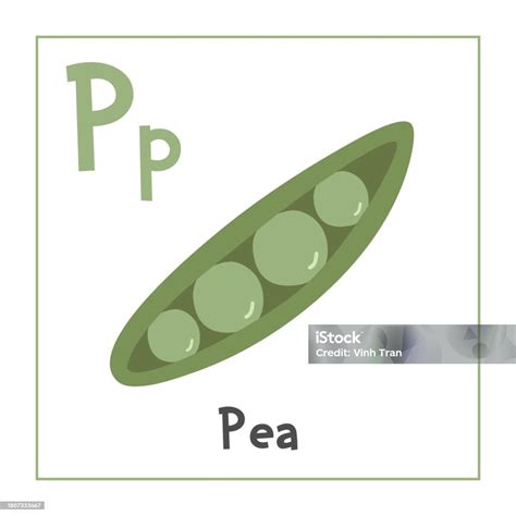 녹색 완두콩 클립 아트 완두콩 벡터 일러스트 만화 평면 스타일입니다 야채는 문자 P로 시작합니다 야채 알파벳 카드 학습 편지 P 카드 어린이 교육 귀여운 녹색 완두콩 벡터