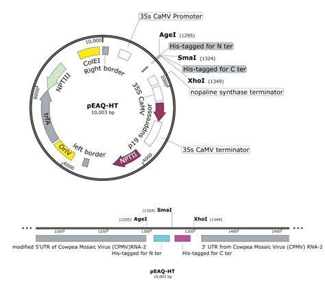 Bio Protocol On Linkedin Biochemistry Research Plant Proteinexpression Biochemistry…