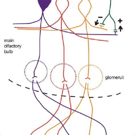 basic principles of olfactory information processing olfactory sensory