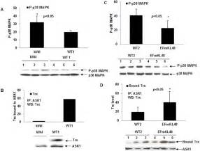 Levels Of P38 Mapk Activation And Trxask1 Complex Formation In Klotho