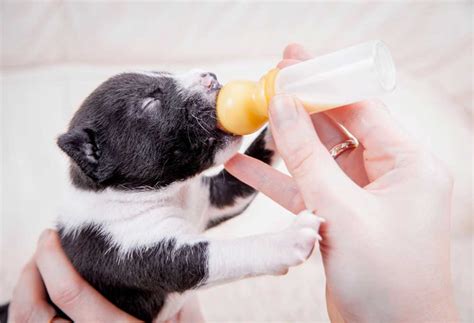 How To Bottle Feed A Puppy