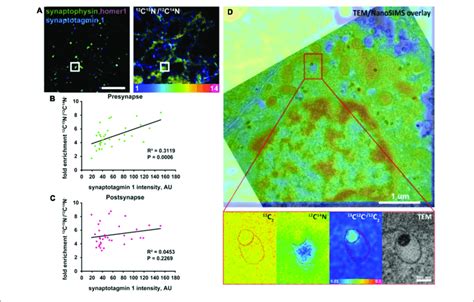 Examples Of Correlative Imaging With Nanosims In Neurons And Download Scientific Diagram