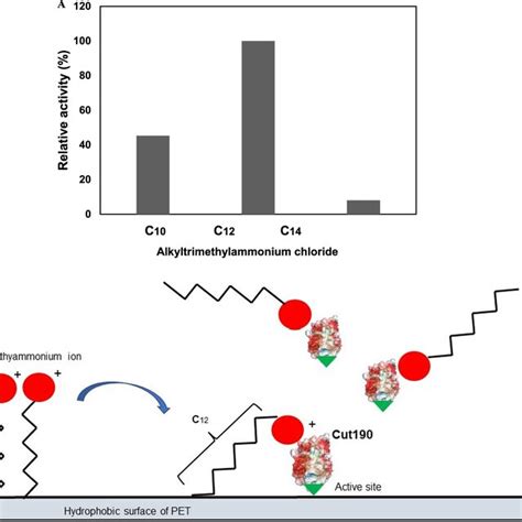 Concerted Depolymerization Process By Endo Type And Exo Type Hydrolyses