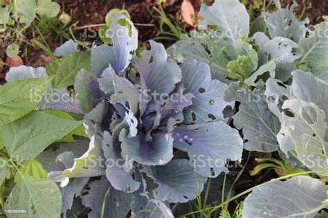 Hagelkultur 마운드에서 자라는 붉은 양배추 식물 잎을 먹는 곤충이 먹는 양배추 잎 0명에 대한 스톡 사진 및 기타 이미지 Istock