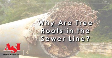 Why Are Tree Roots In The Sewer Line ASI Hastings