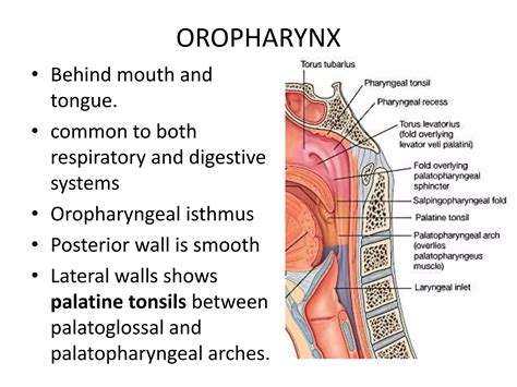 Pharynx Pptx