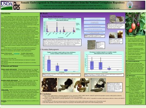 Cacao Somatic Embryogenesis Study Pdf Plant Breeding Plants