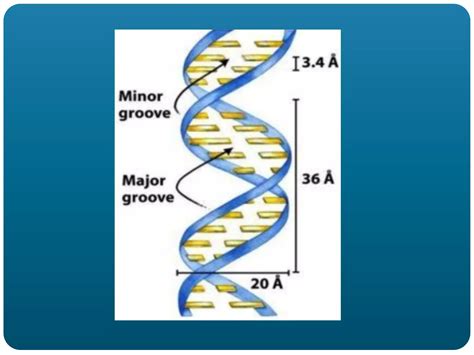 Structure Of Dna Dna Polymorphism Pptx Chemistry Science