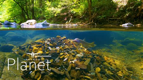 Planet ჩრდილოეთ ამერიკა თევზი კარჩხალი 🐟 თევზი რომელიც