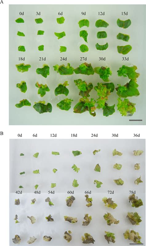 Adventitious Shoot Regeneration Of Strawberry Leaf Explants A