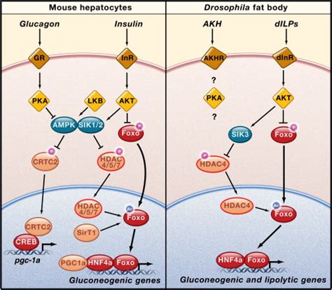 Metabolic Homeostasis Hdacs Take Center Stage Cell