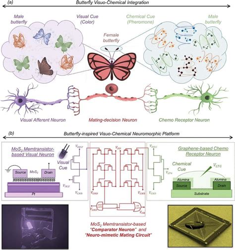 Butterfly Mating Behaviors Inspire Next Level Brain Like Computing