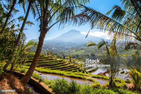 인도네시아 발리 논 테라스의 엽서 전망 배경에 마운트 바투 카루 화산이있는 블림 링 지역의 논 들판 0명에 대한 스톡 사진 및 기타 이미지 Istock