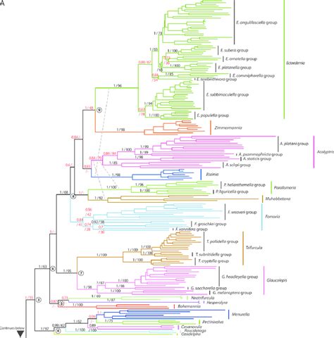 A And B Phylogenetic Tree Based On Bayesian Inferences Of Eight Gene