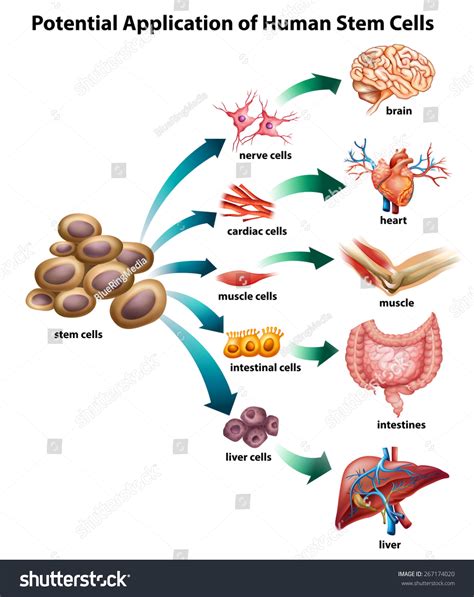 2 279 Functions Of The Stem Images Stock Photos Vectors Shutterstock
