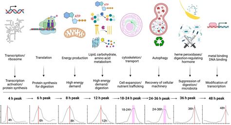 An 11 Point Time Course Midgut Transcriptome Across 72 H After