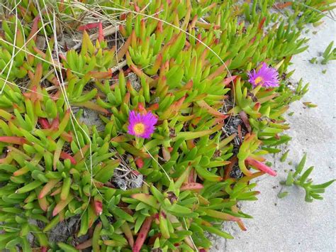 Carpobrotus Chilensis Chilean Sea Fig Care Guide Succulents Network