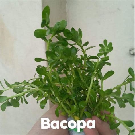 Bacopa Caroliniana Piso Per Stem Shopee Philippines