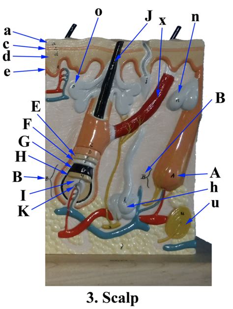 Scalp Skin Model Diagram Diagram Quizlet Scalp Skin Model Diagram Diagram Quizlet