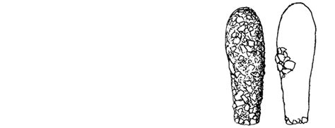 Difflugia Linearis Microworld