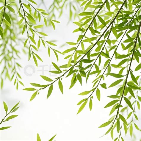 自然清新ai数字艺术 淡绿色自然清新柳枝嫩芽立春节气海报背景 Ai背景免费下载 Png格式 1152像素 编号71240748 千图网