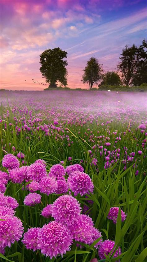 Beautiful Grasses And Flowers