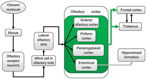 Olfactory Pathway Flowchart A Complete Guideline Of The Human Olfactory System Quốc Việt