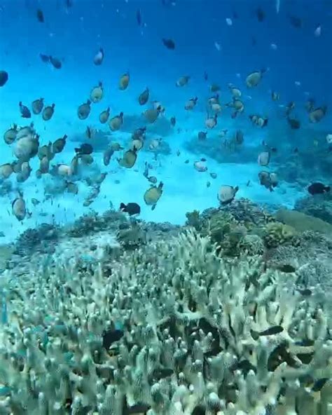座間味の透明度抜群の海でダイビング｜サンゴと魚たちに囲まれる水中散策 Cats