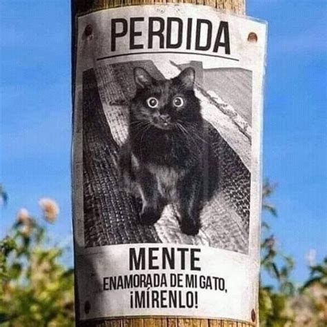 Carteles De Gatos Perdidos Los Más Eficaces Y Divertidos