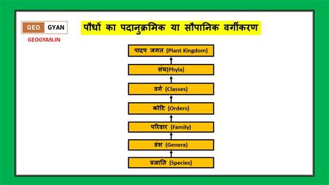 पौधों का पदानुक्रमिक या सौपानिक वर्गीकरण Hierarchical Classification