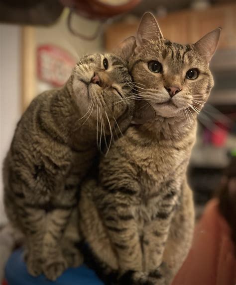 Best Standard Issue Images On Pholder Standardissuecat Supermodel Cats And Catloaf