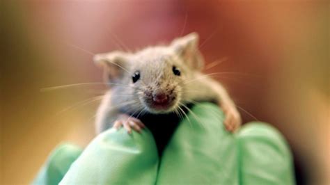 Sexism In Mouse Research Can Lead To Medical Harm To Women Scientists Warn Technology