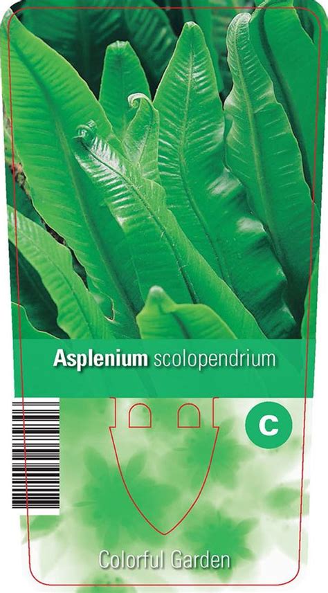 Asplenium Scolopendrium — Plant Wholesale Floraccess