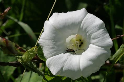 윈치 꽃 롱혼 딱정벌레 Pixabay의 무료 사진 Pixabay