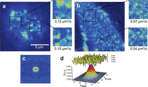 Diffusion Measurement Of Tlr2 Using Rics On A Macrophage Plasma