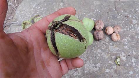 კაკლის მყნობა და შედეგი 3 წლის თავზე Youtube