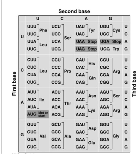 Solved Using The Genetic Code Above What Protein Sequence Chegg