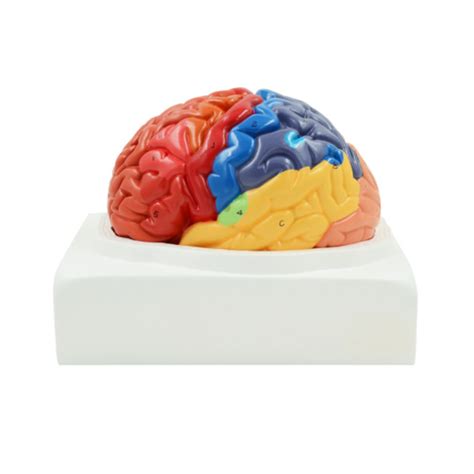 BOU The Cerebral Cortex Positioning Model DARHMMY Manufacturer Of Human Medical Models
