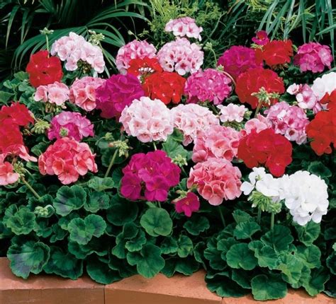 Pelargonium × Hortorum Alchetron The Free Social Encyclopedia