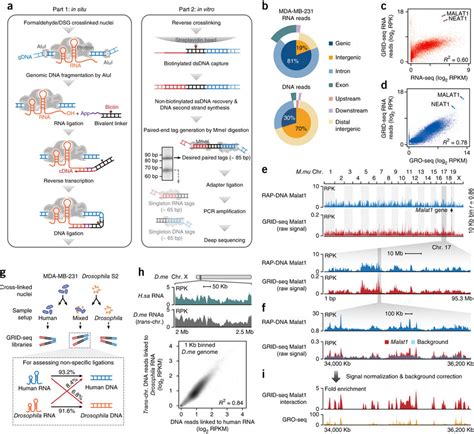 Grid Seq Reveals The Global Rna Chromatin Interactome Rna Seq Blog