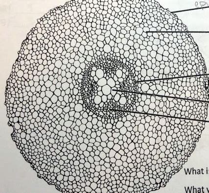 Root Diagram Diagram Quizlet