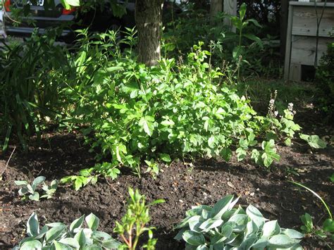 How To Control Or Eliminate Ornamental Pear Suckers Craftsmumship