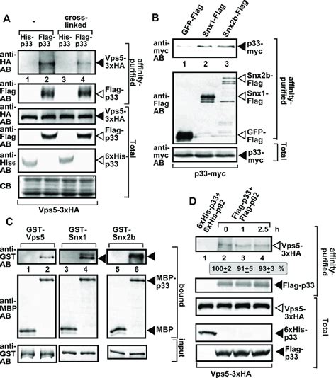 Snx Bar Proteins Are Present In The Tombusviral Replicase Complex A