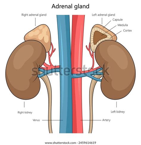 Anatomy And Structure Of Adrenal Cortex Anatomy And Structure Of