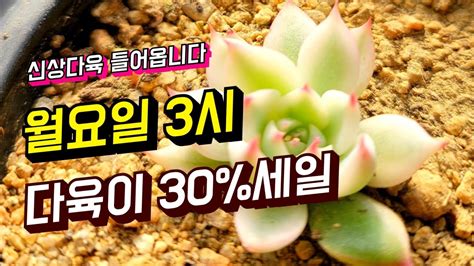 인천다육 내일3시 예쁜 신상다육이 들어옵니다 🏡 인천 남동구 호구포로400 ☎️ 010 5316 7402 Youtube