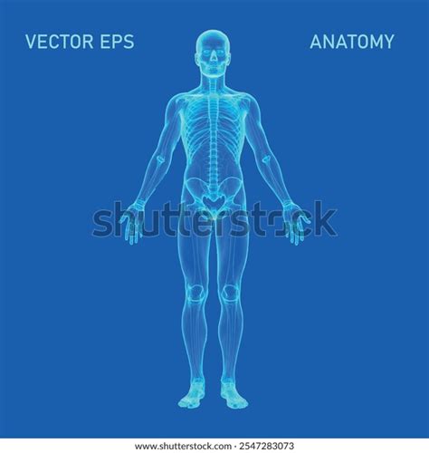 Modern Human Anatomy Zygote 3d Human Anatomy Models Human Anatomy