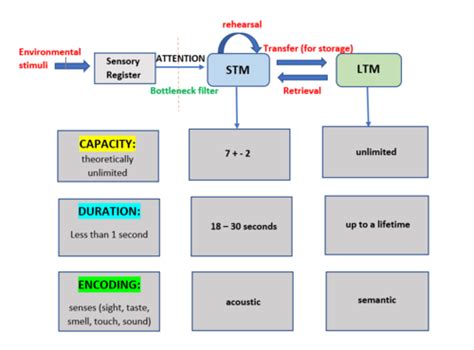 Memory Multi Store Model Of Memory Lesson Flashcards Quizlet