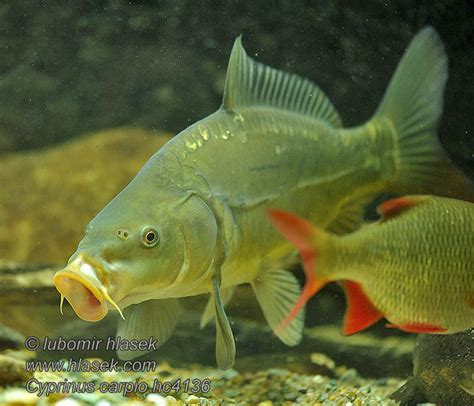 Cyprinus Carpio