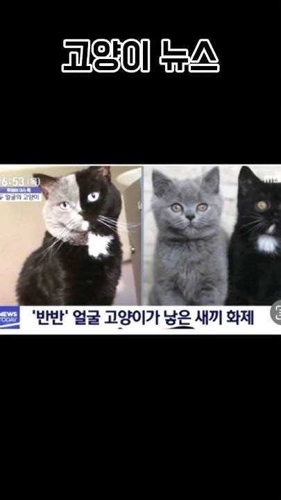 고양이 뉴스 반반고양이 히틀러 고양이 고양이 웃긴영상 유머 Youtube