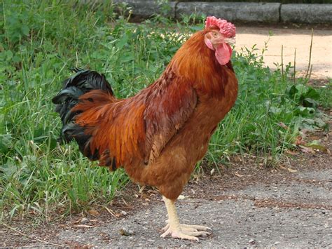 coop guide raspberry pi chicken coop door